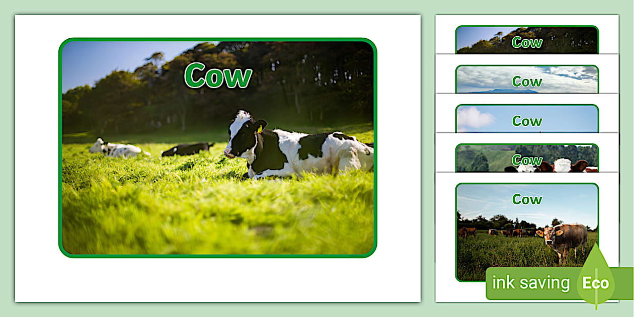 Cow Photo Pack (l'enseignant a fait) - Twinkl