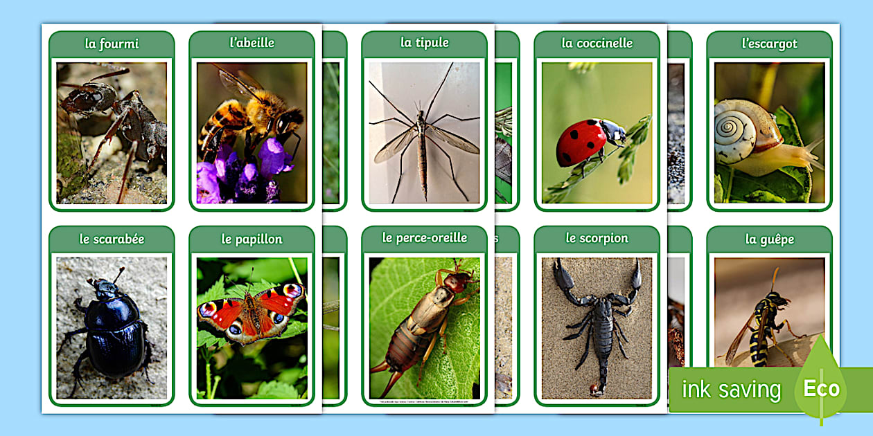 Les petites bêtes - flashcards - Maternelle - Cycle 1