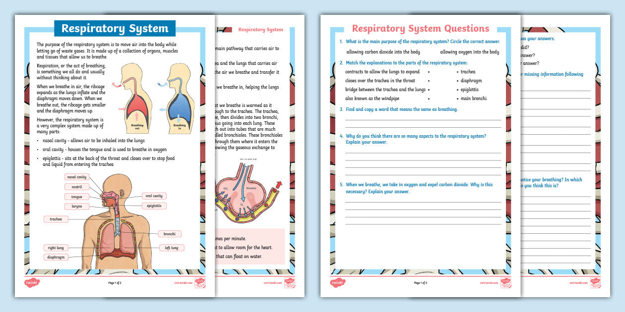 Respiratory System Reading Comprehension (teacher made)