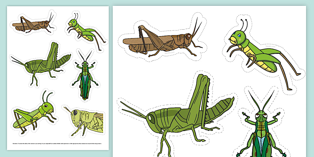 * NEW * Grasshopper Cut-Outs (teacher made) - Twinkl