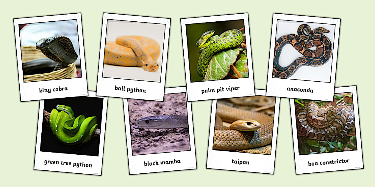 Snakes of the World Instant Photo Style Display Images