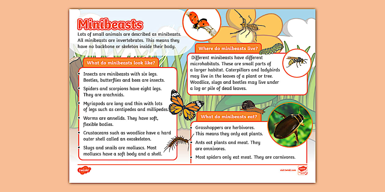 KS1 Minibeasts Fact File - Twinkl
