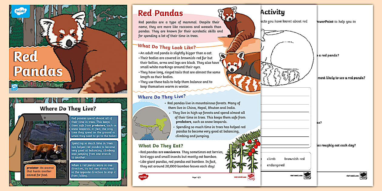 KS1 Red Pandas Teaching Pack - Twinkl