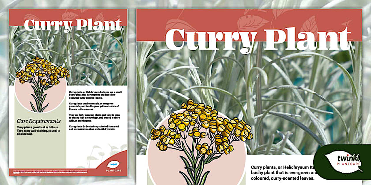 Herb Fact File: Curry Plant (Hecho por educadores) - Twinkl