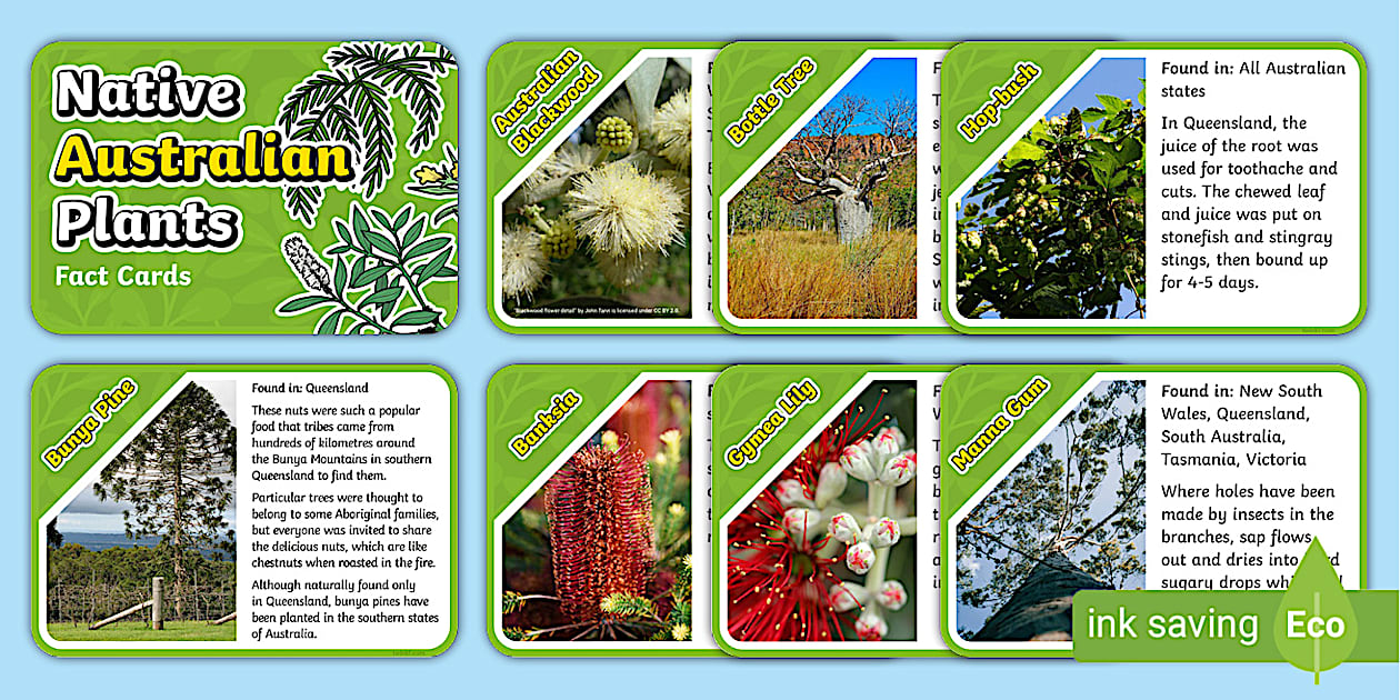 Australian Plants Information Cards — Ages 7–11 - Twinkl
