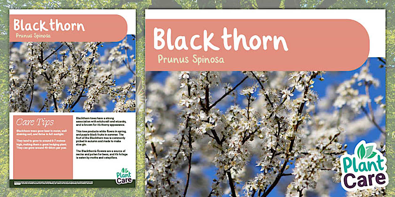Tree Fact File: Blackthorn (teacher made) - Twinkl