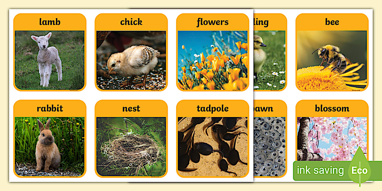 Spring Aistear Photo Flashcards (teacher made) - Twinkl