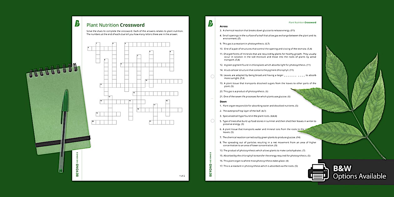 Plant Nutrition Crossword | KS3 Biology | Beyond Secondary