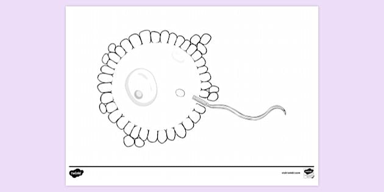 Fertilisation Colouring Sheet (teacher made) - Twinkl