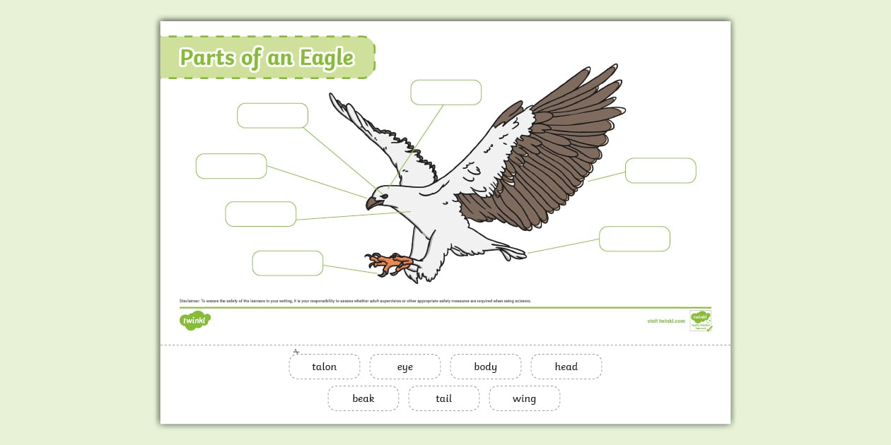 Eagle Labelling Activity (teacher made) - Twinkl