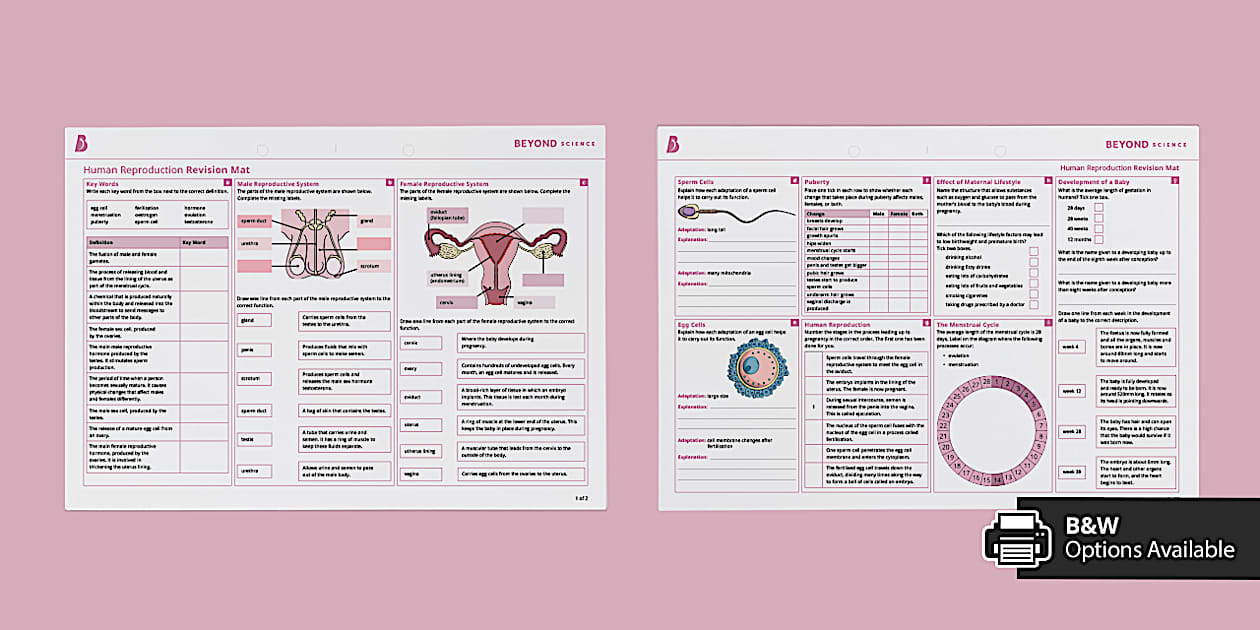 KS3 Human Reproduction Revision Mat Foundation - Twinkl