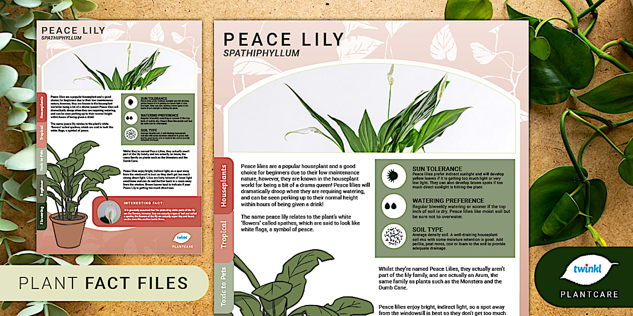 Houseplant Fact File: Peace Lily, Plantcare, Easy indoor