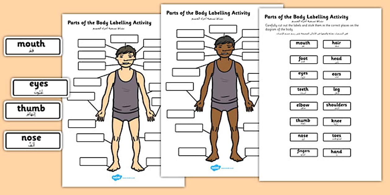 Body Parts Labelling Activity Arabic Translation - Twinkl