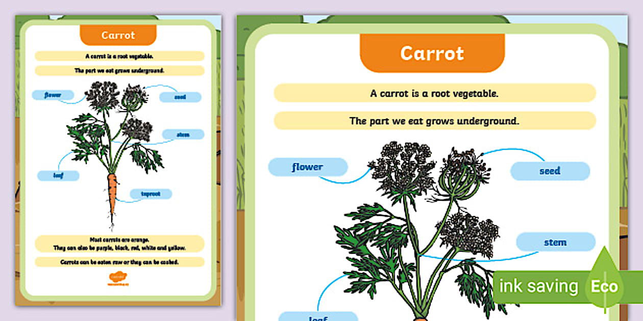 Carrot Poster (Teacher-Made) - Twinkl