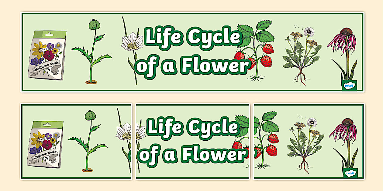 Life Cycle of a Flower Display Banner (Teacher-Made)