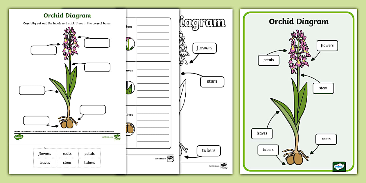 Orchid Diagram Pack (Teacher-Made) - Twinkl