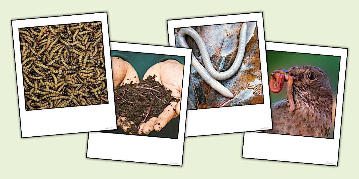 Worms Instant Photo Style Display Images (teacher made)