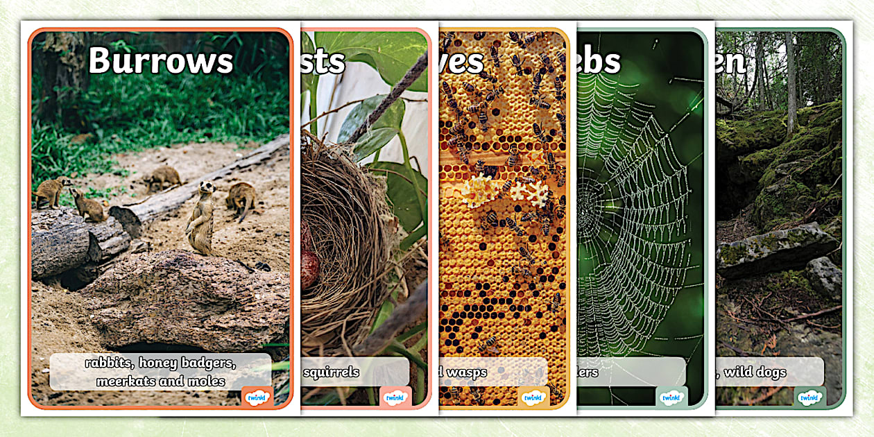 Grade R - Wild Animals - Display Photos: Animal Shelters