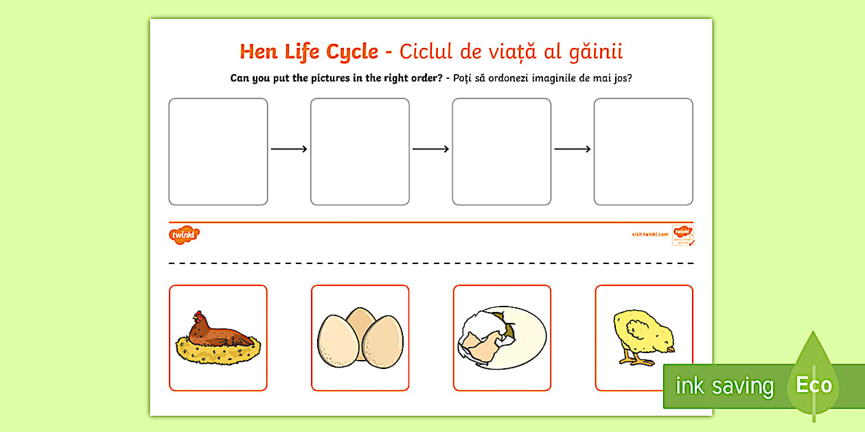 Hen Life Cycle Worksheet English/Romanian - Hen Life Cycle Worksheets