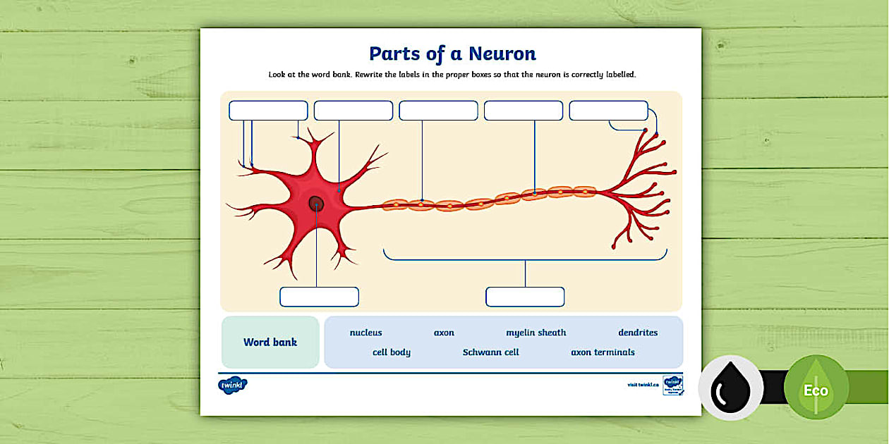 Parts of a Neuron Labelling Activity (teacher made) - Twinkl