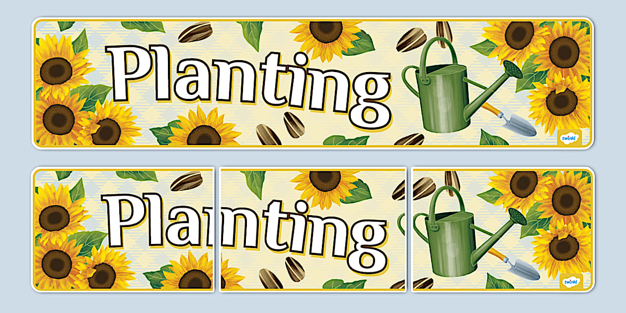 Sunflower-Themed Planting Display Banner (Teacher-Made)