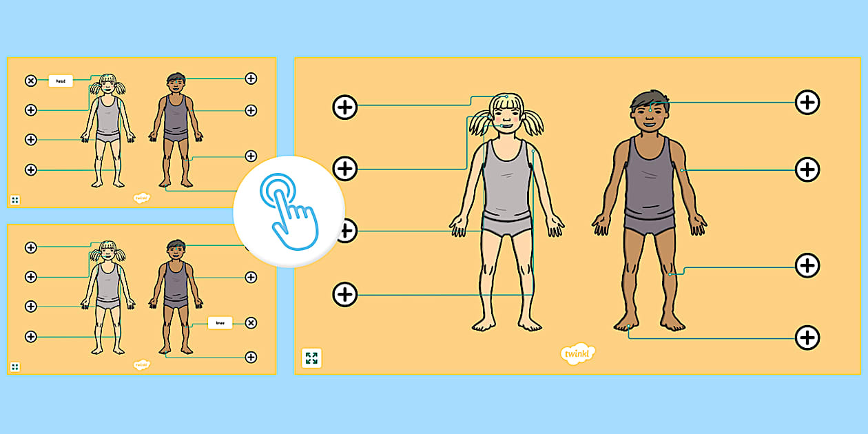 Interactive Parts of the Body Hotspots Activity | Twinkl Go!