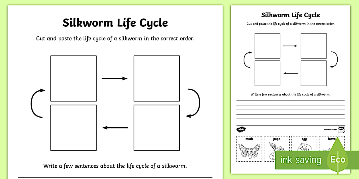 SA F-2 Silkworm Life Cycle Writing Worksheet - Twinkl