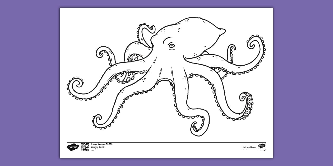 Octopus Outline | Under the Sea Activities | Twinkl - Twinkl