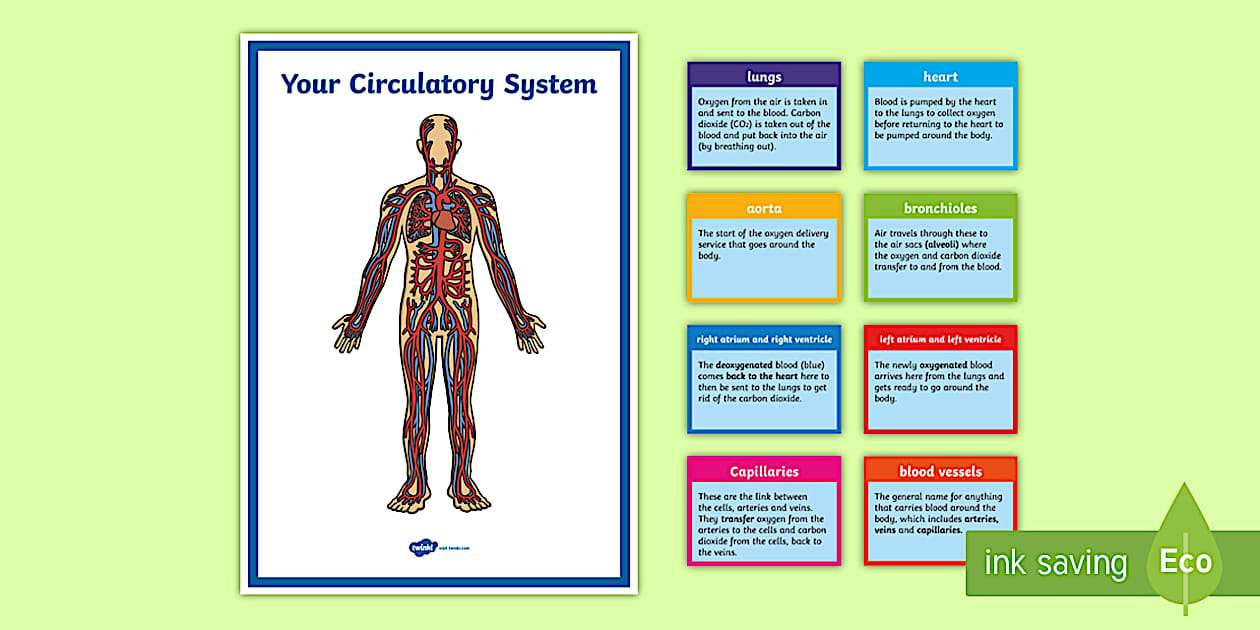 Circulatory System Display Pack Y6 - The Human Body - Twinkl