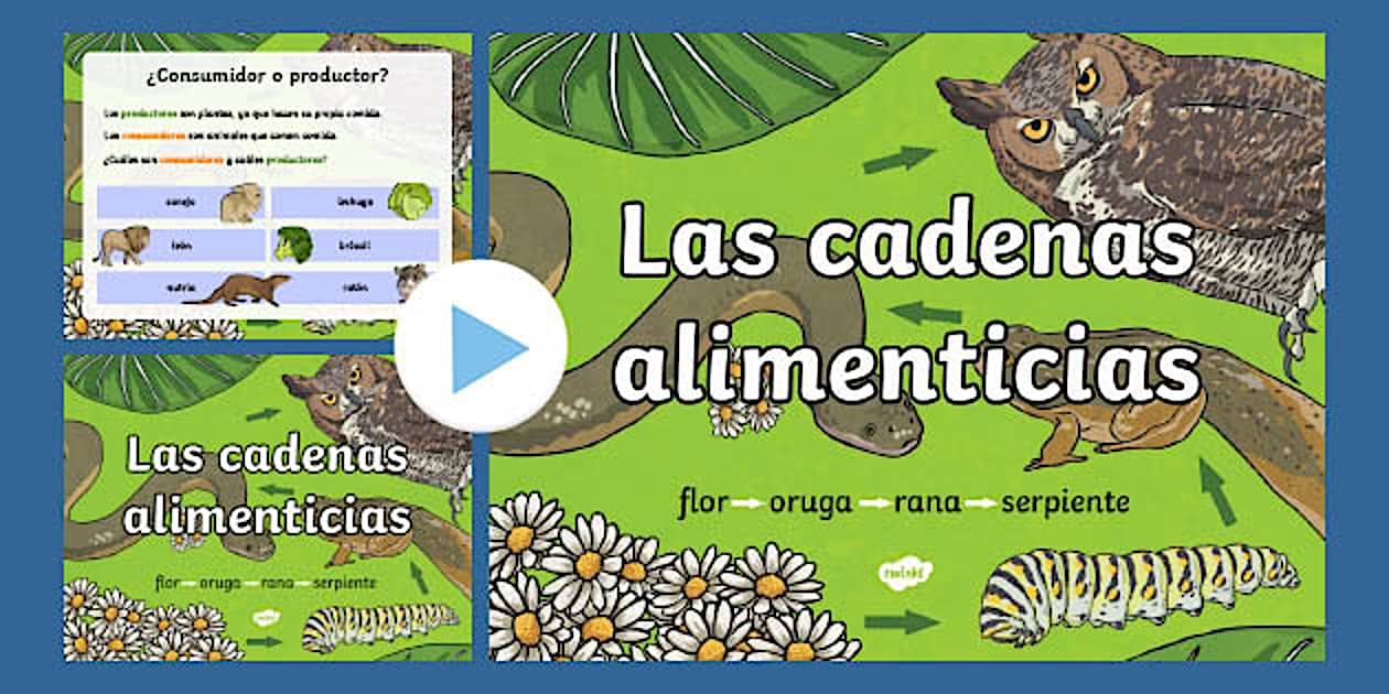 PowerPoint: Las cadenas alimenticias (teacher made) - Twinkl