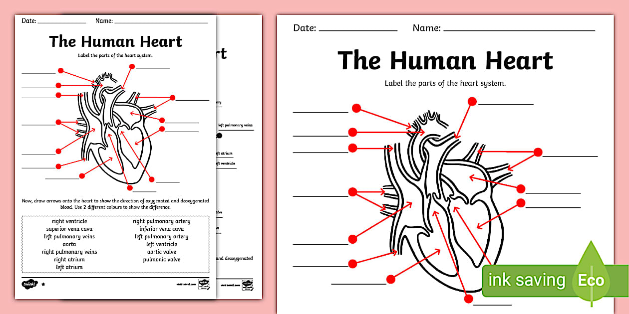 The Human Heart Labeling Worksheet (Teacher-Made) - Twinkl