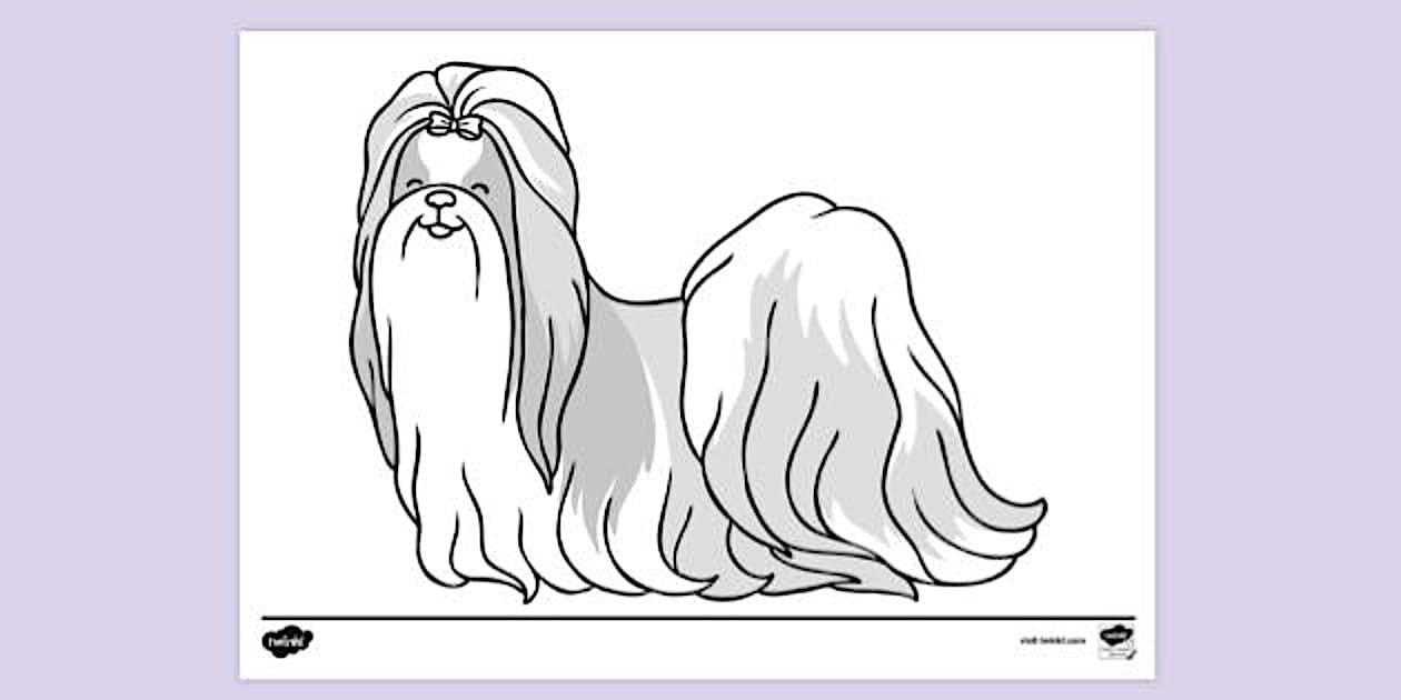 Shih Tzu Colouring | Colouring Sheets (teacher made)