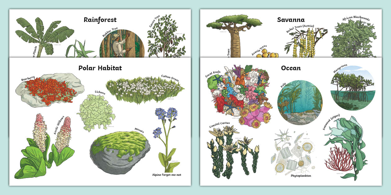 Animal Habitats Poster Project: Plants Image Bank - Twinkl