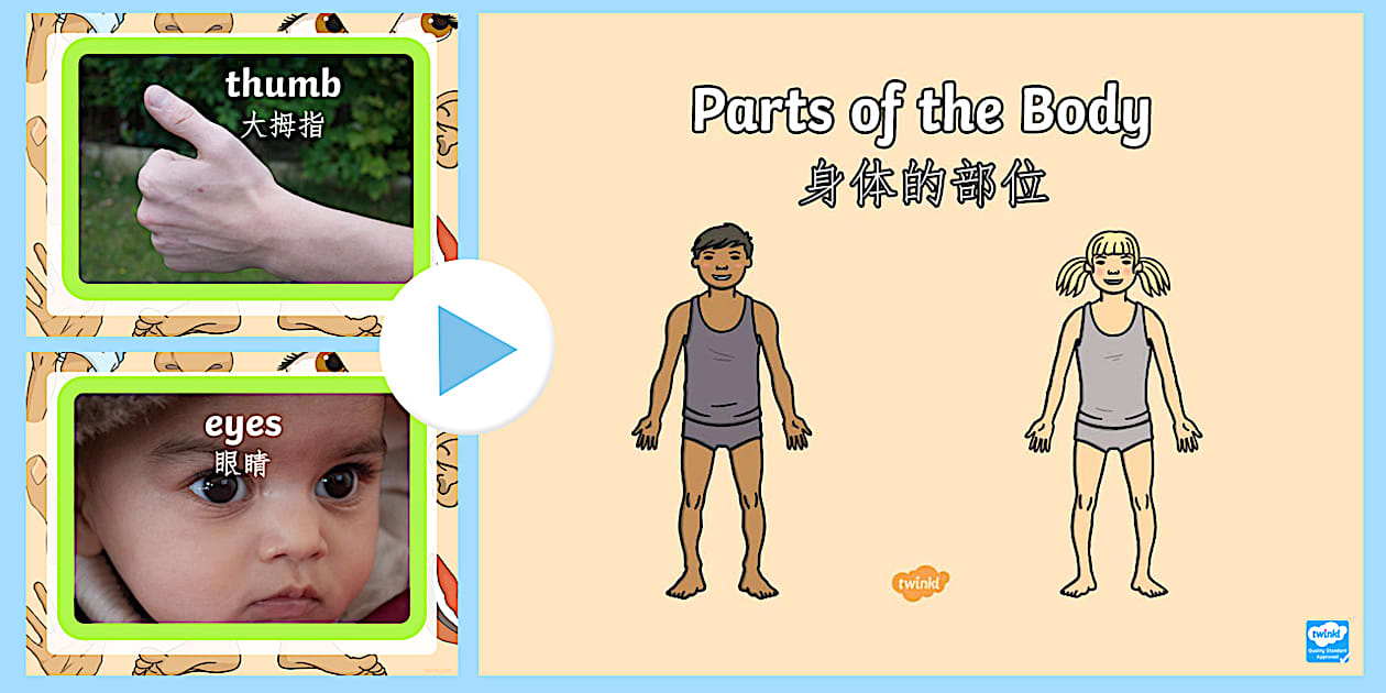 Parts of the Body PowerPoint English/Mandarin Chinese - Parts of the Body