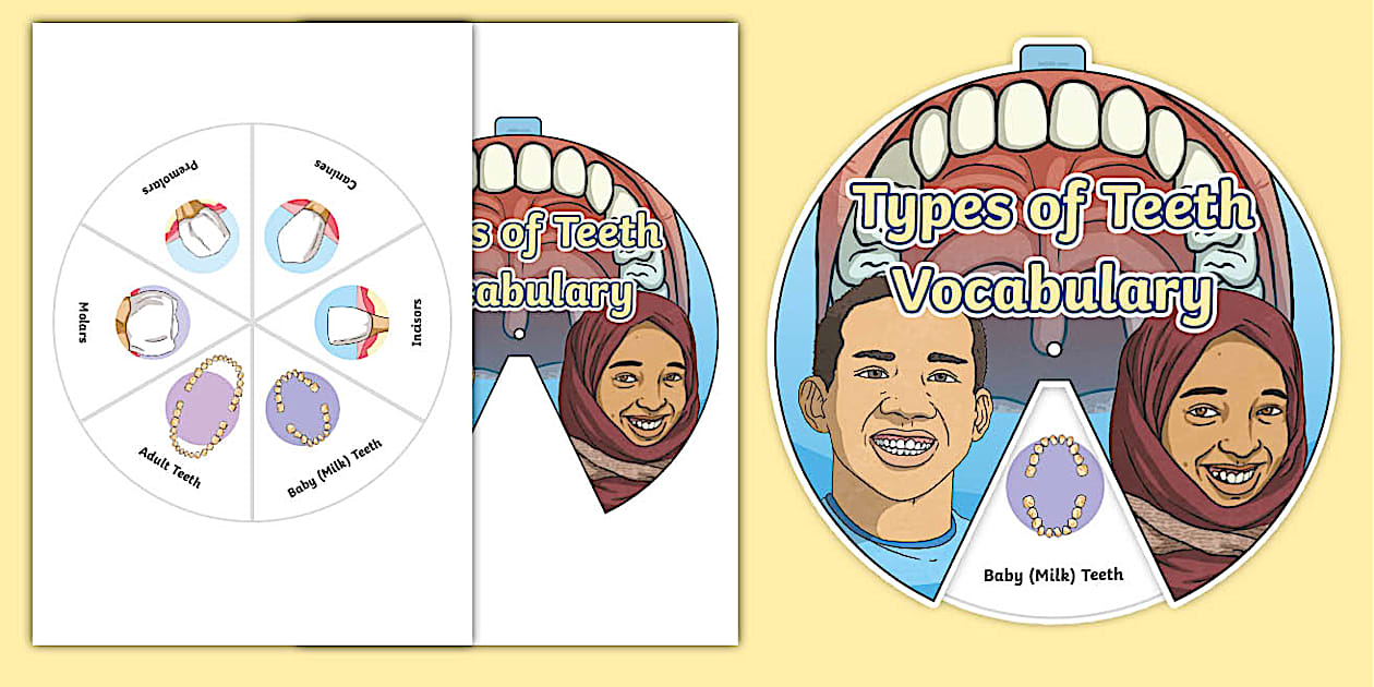 Types of Teeth Vocabulary Spinner (teacher made) - Twinkl