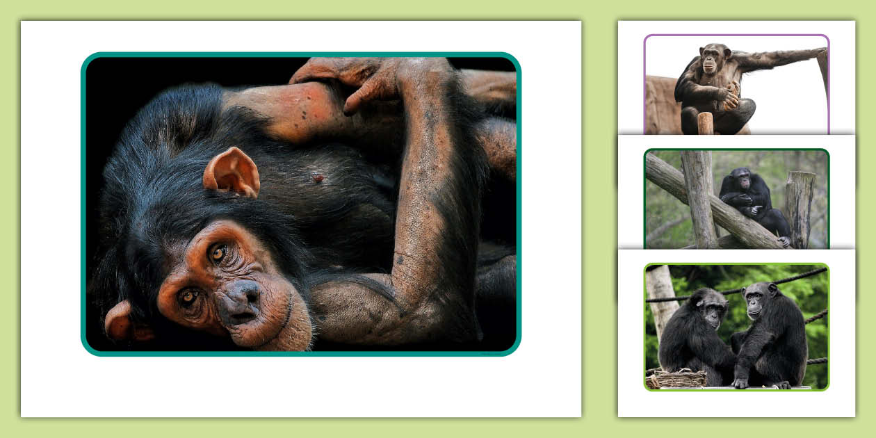 Chimpanzee Photo Display Pack - Twinkl Displays