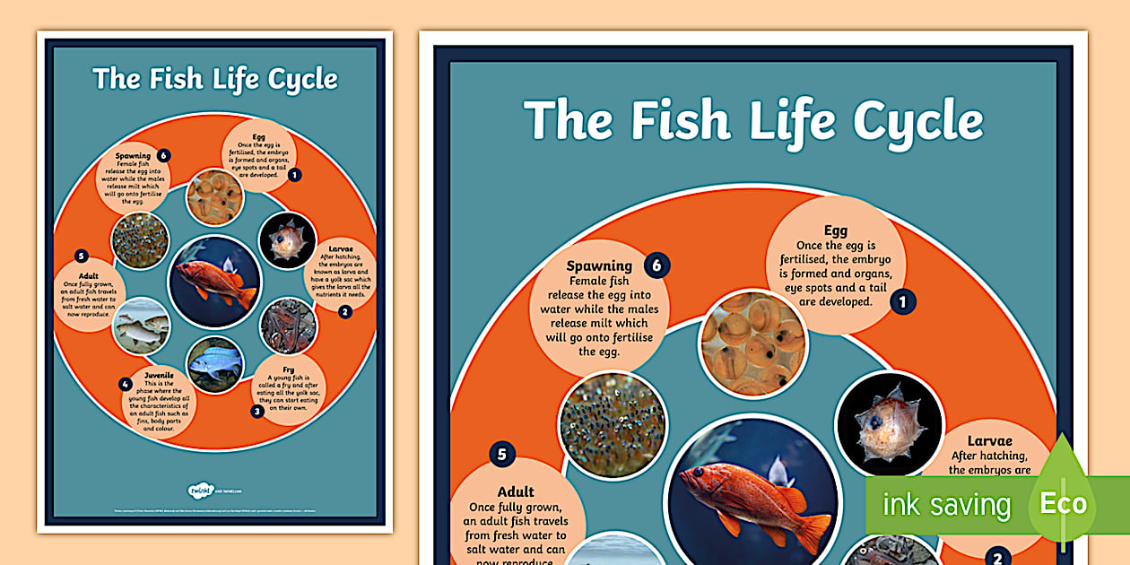 Fish Life Cycle A4 Display Poster - Fish Life Cycle Display Poster