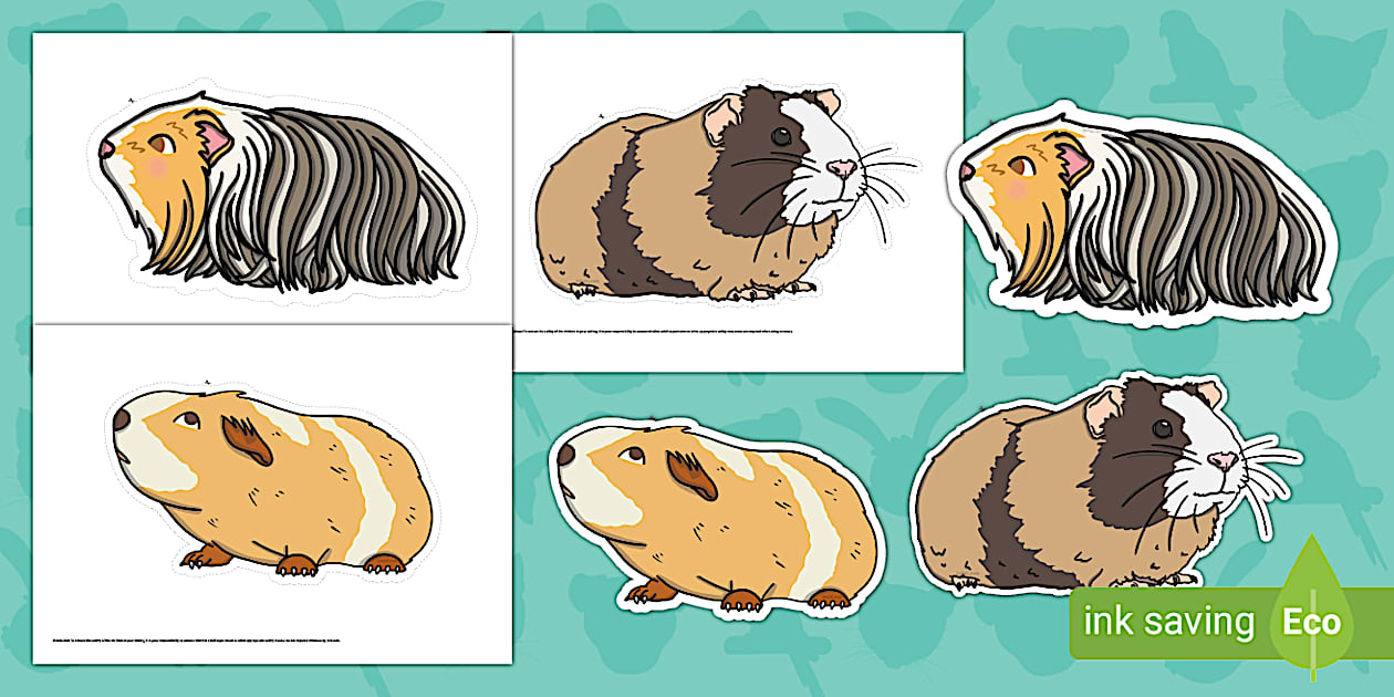 Guinea Pig Display Cut-Out (Teacher-Made) - Twinkl