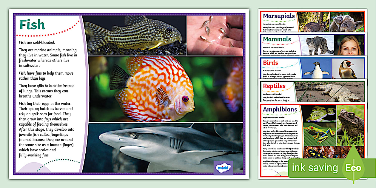 KS2 Vertebrates and Invertebrates Animal Groups Display Posters