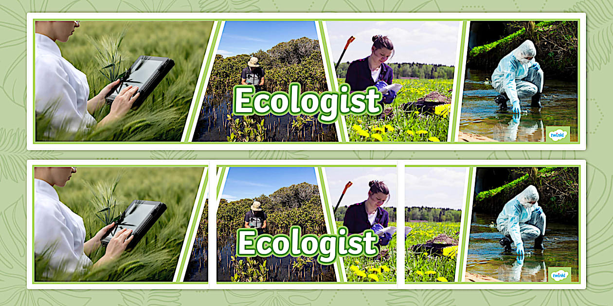 STEM Jobs: Ecologist Display Banner (Teacher-Made) - Twinkl
