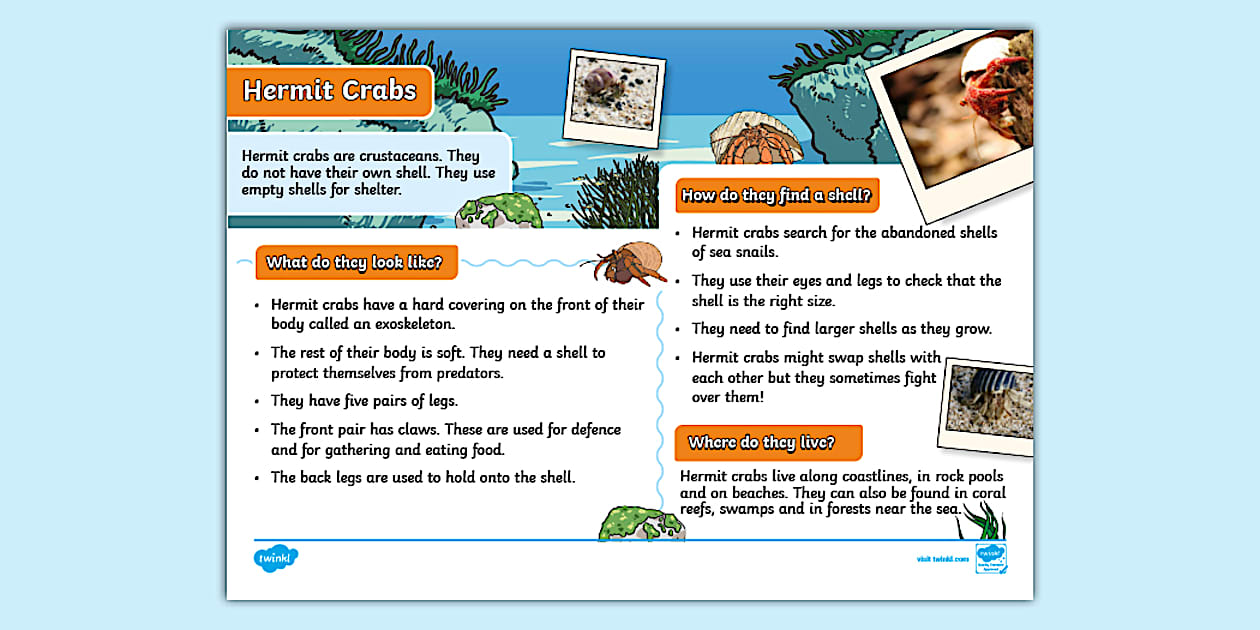 Hermit Crab Fact File - KS1 (teacher made) - Twinkl
