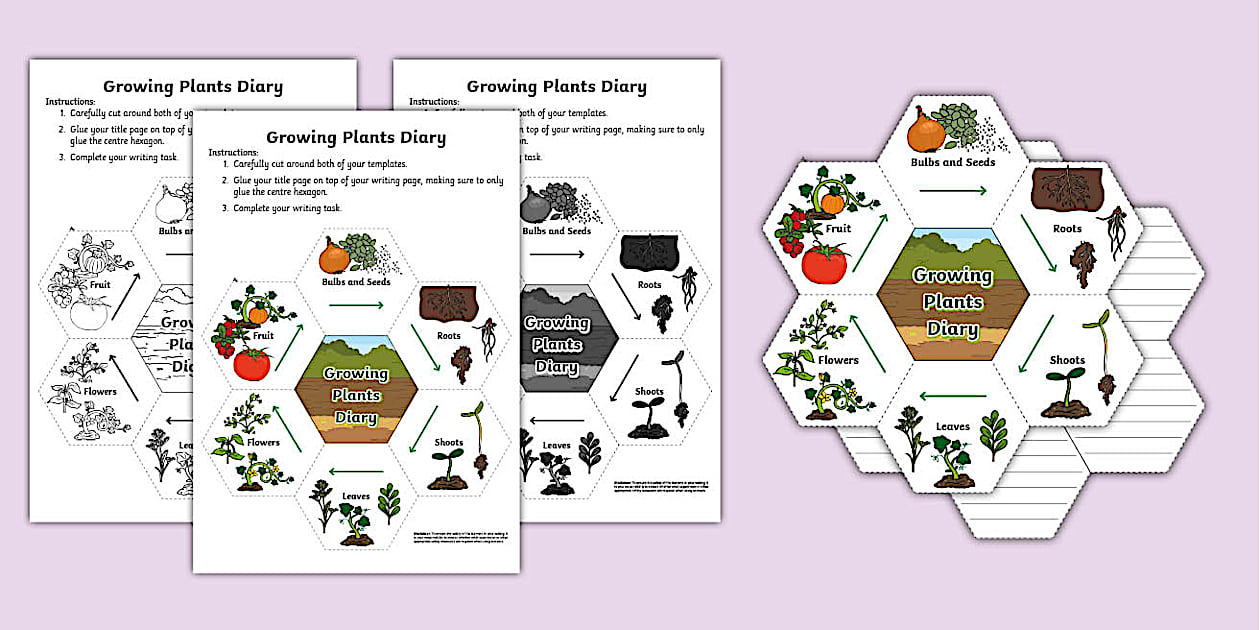 Growing Plants Diary Hexagon Writing Template - Twinkl