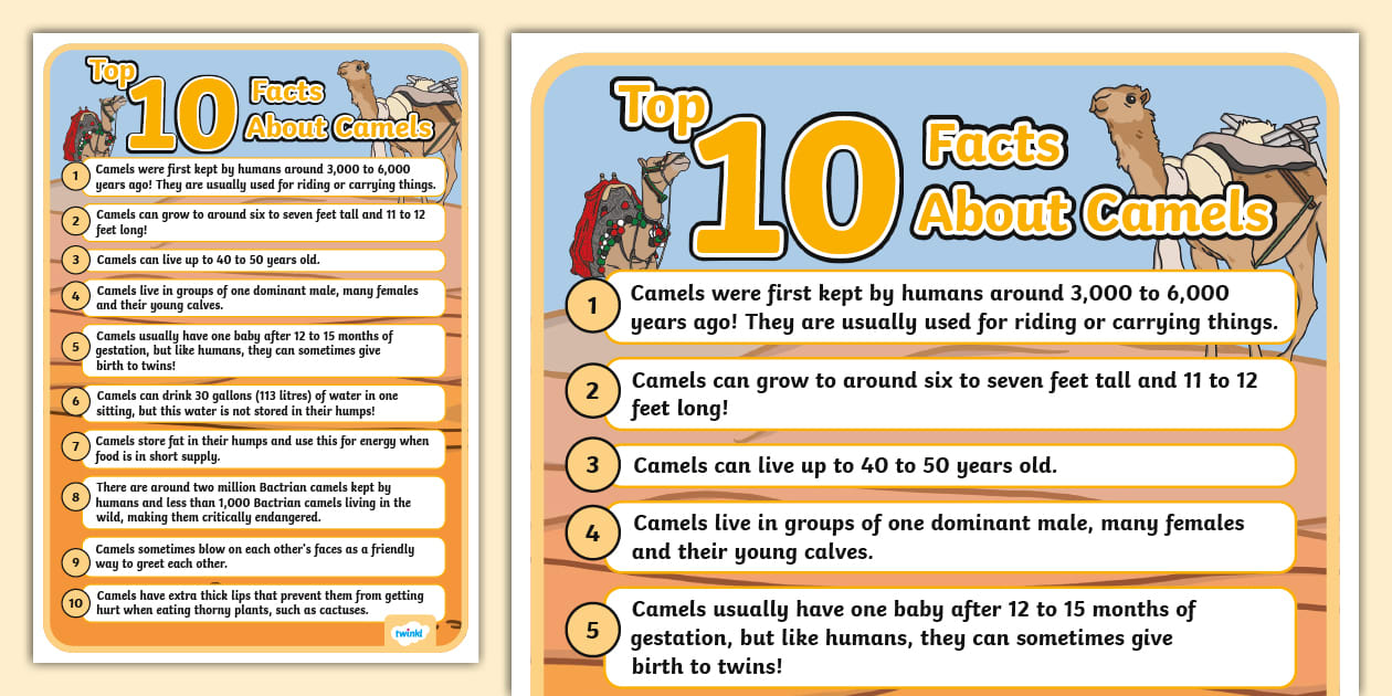 Top 10 Facts About Camels Display Poster - Twinkl