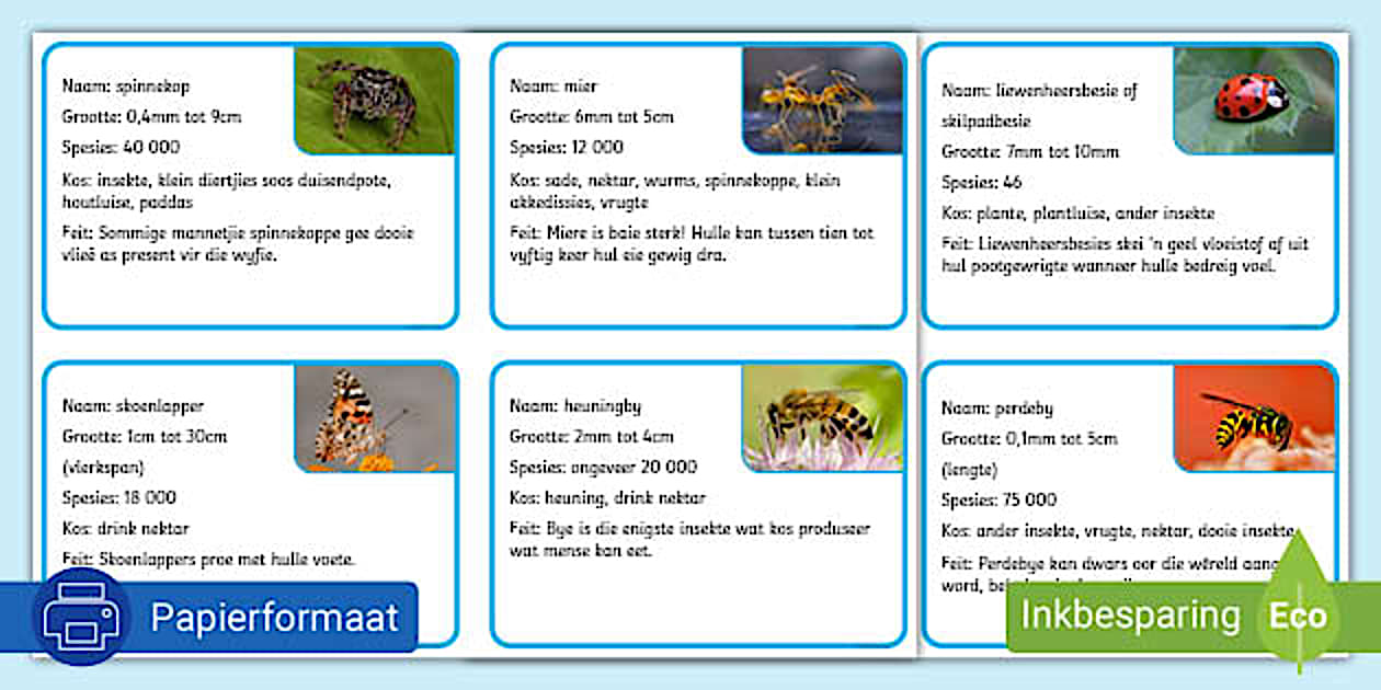 Fassinerende Feite oor Insekte (teacher made) - Twinkl