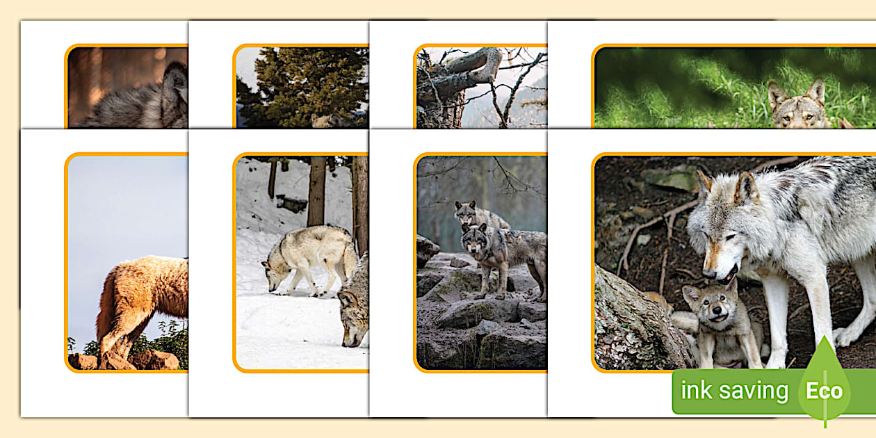 Wolf Display Photos | Twinkl (Teacher-Made) - Twinkl