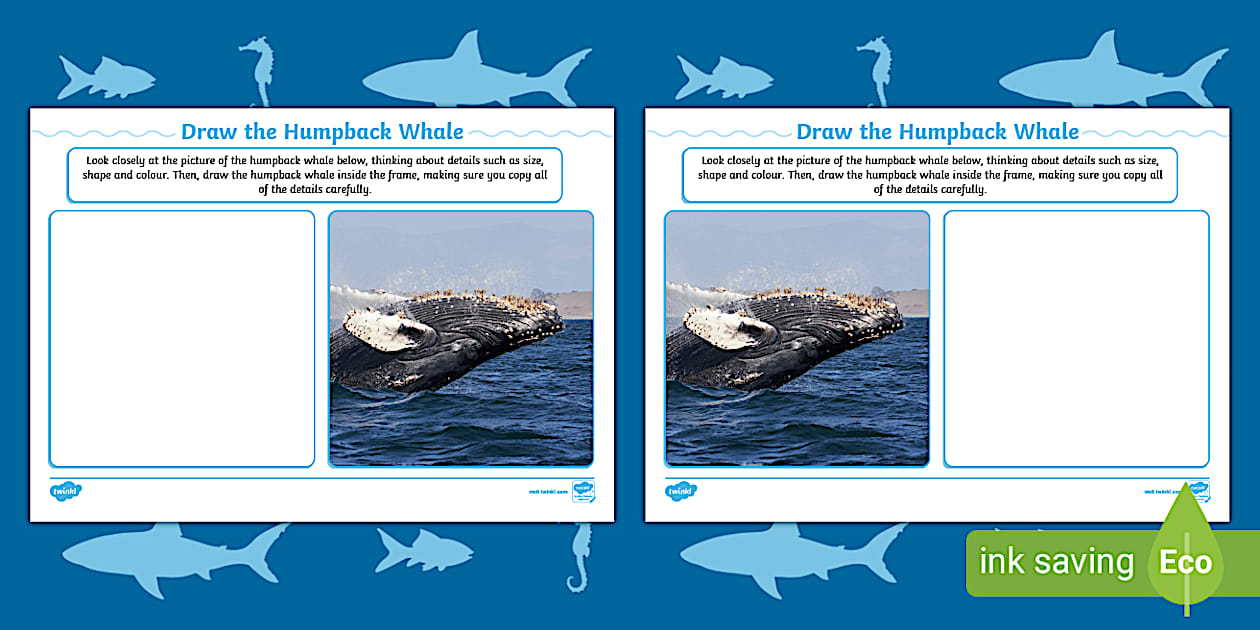 Draw the Humpback Whale Art Activity (teacher made) - Twinkl