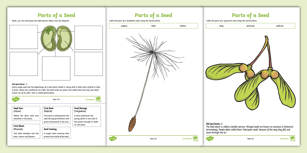 3 Parts of a Seed and Their Functions Worksheets - Twinkl
