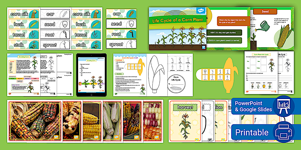 Life Cycle of a Corn Plant Lesson Pack for K-2nd Grade