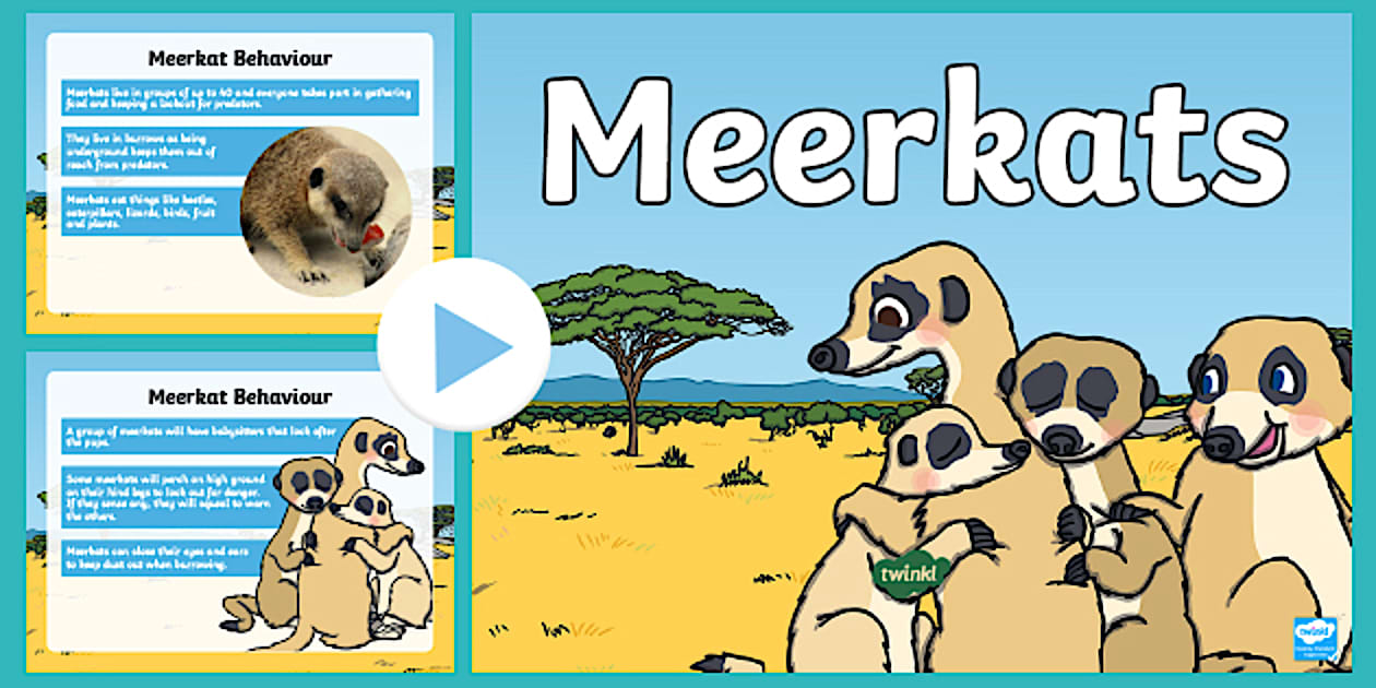 KS1 Meerkat Information PowerPoint - Twinkl