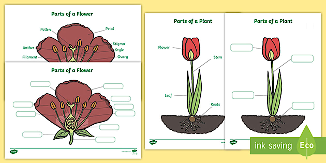 Plant Diagram | Labelling Parts of a Plant Worksheet